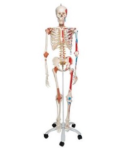 Skeleti – Saint-Tech